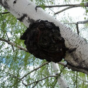 Growth and harvesting of Chaga - Chaga Mushroom