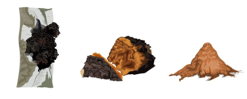 What is Chaga mushroom powder? - Chaga Mushroom