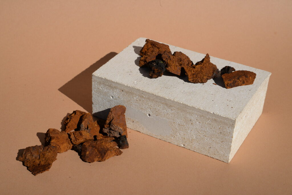 How to dry Chaga and stay clear from mould? - Chaga Mushroom